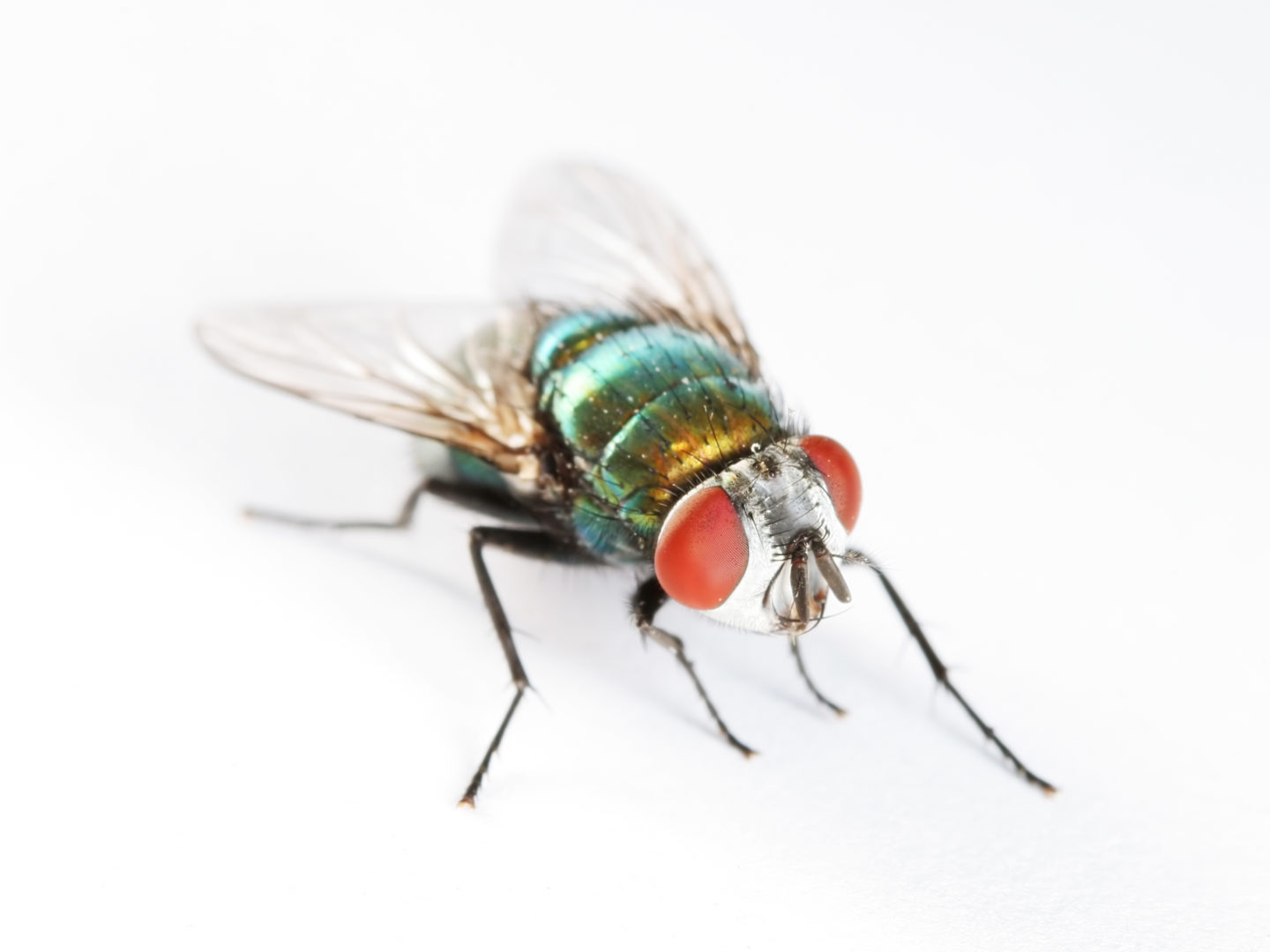 Bluebottle Fly The Truth About Their Sources Rose Pest