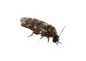 Biting Midge Control & Prevention - Rose Pest Solutions