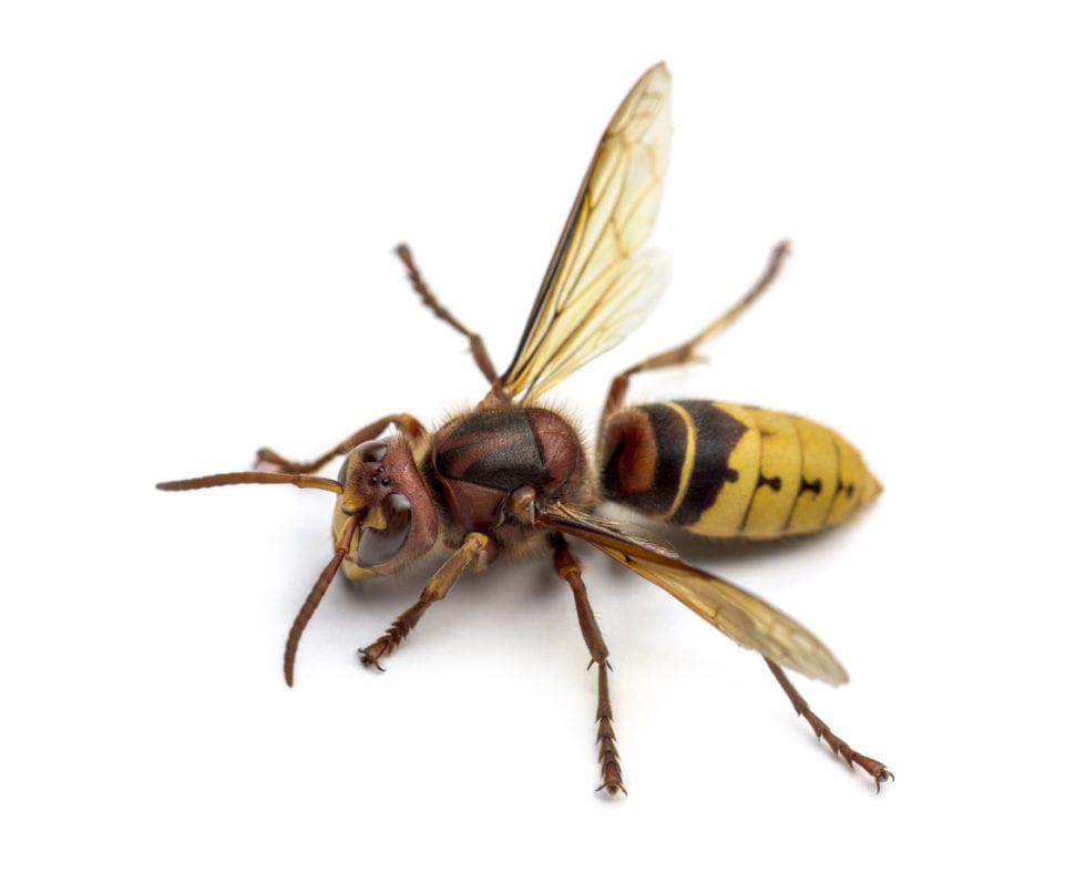 Baldfaced Hornet | How to Get Rid of Hornets | Rose Pest Solutions