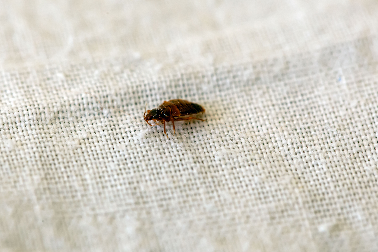 Are Bed Bugs Worse in the Summer or Winter